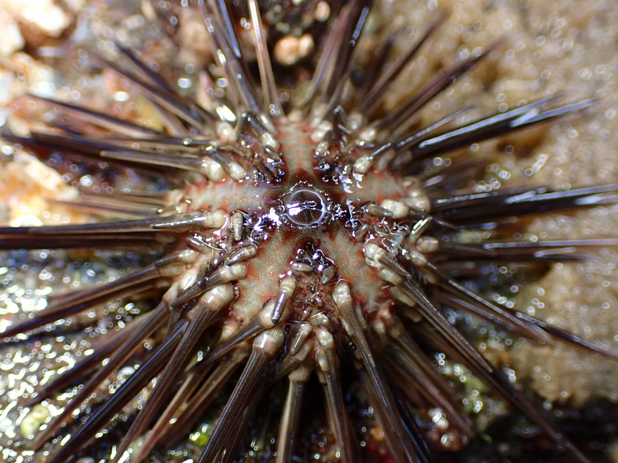Arbaciidae