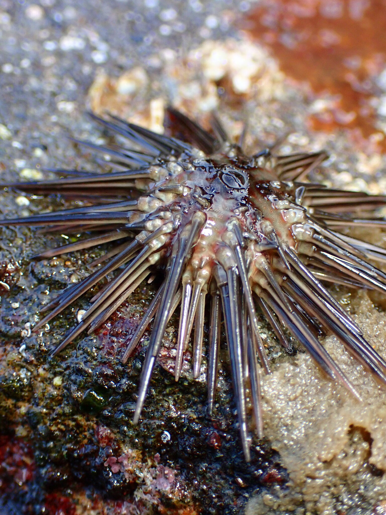 Arbaciidae