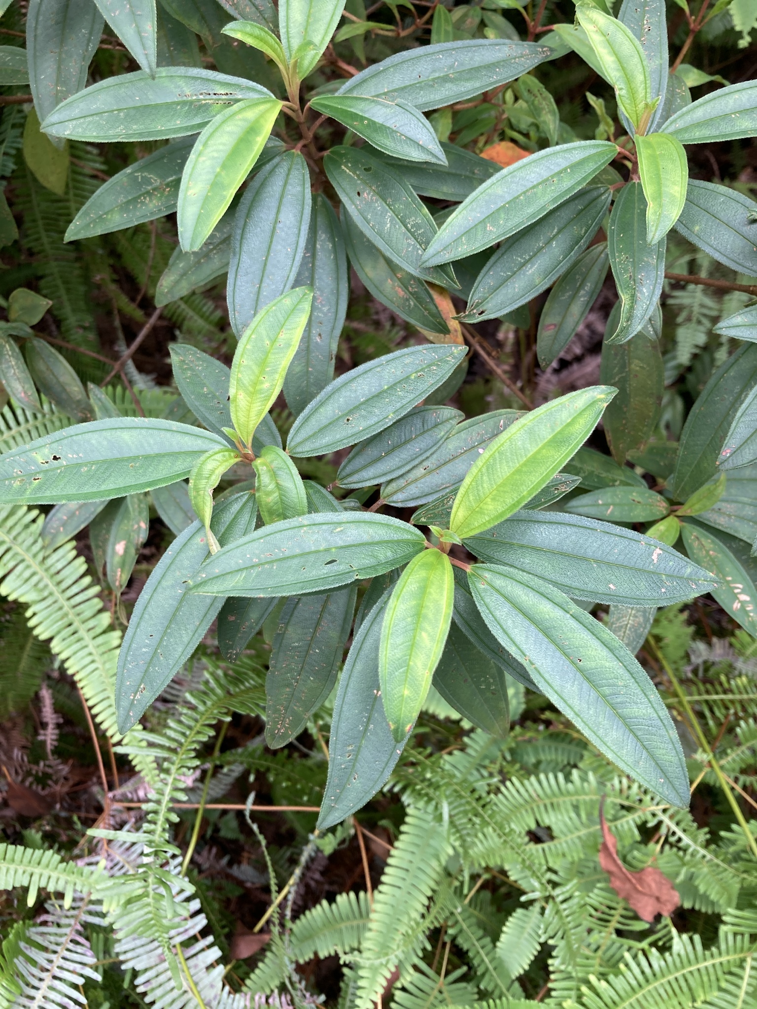 Melastoma malabathricum L.