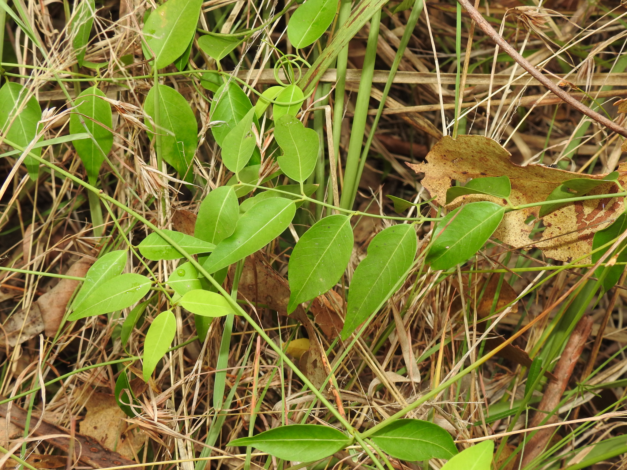Secamone elliptica R.Br.