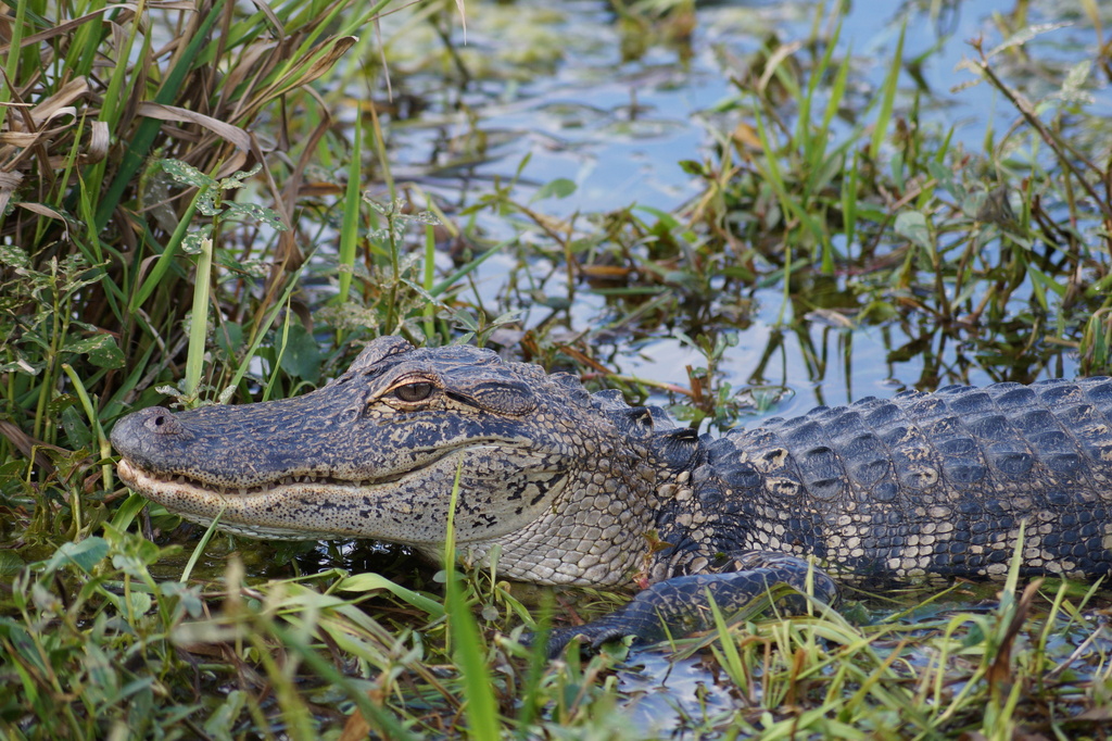 American Alligator in February 2023 by Lucas Garriga · iNaturalist