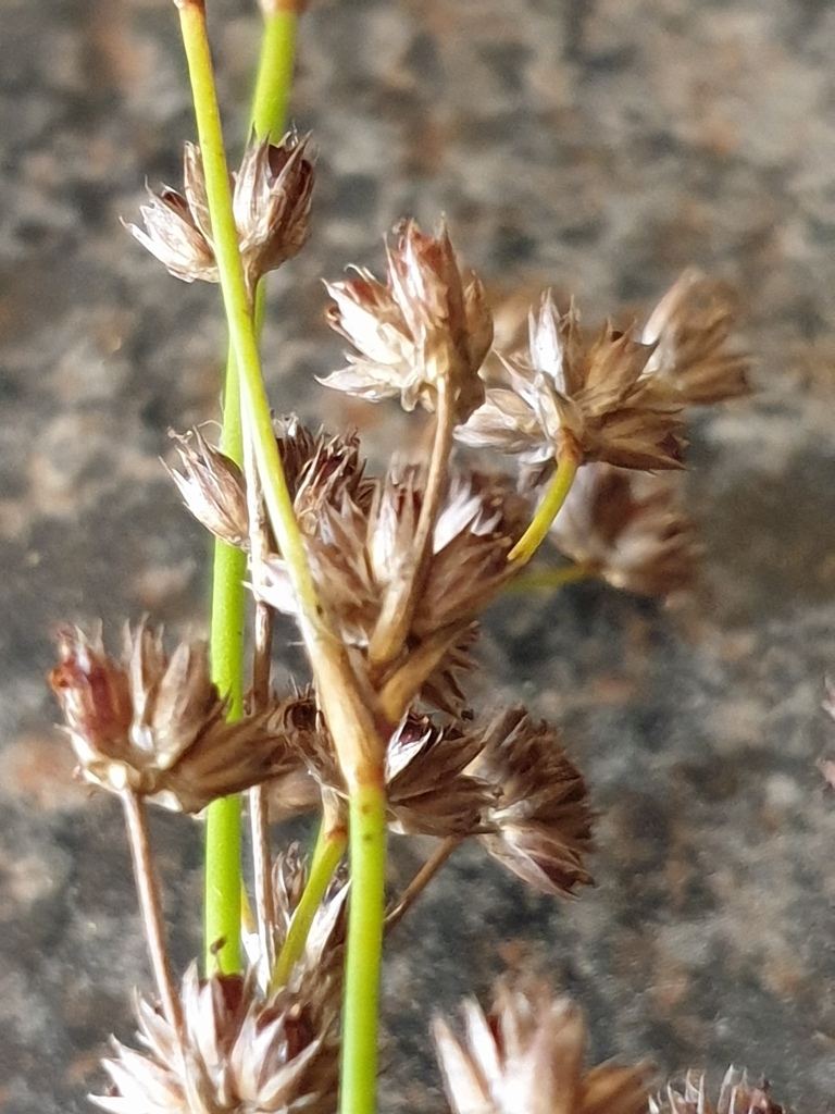 Juncus microcephalus from Minnehaha Track, North Katoomba, Blue ...
