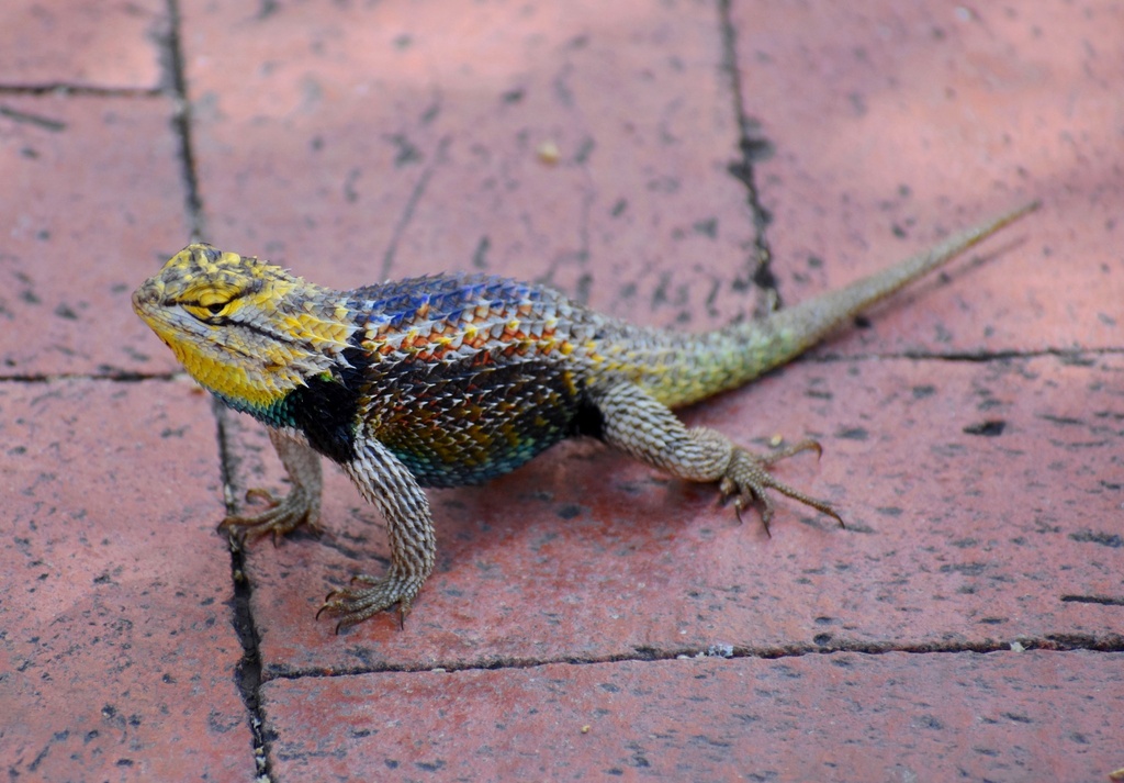 Desert Spiny Lizard from The Garden District, Tucson, AZ 85712, USA on ...