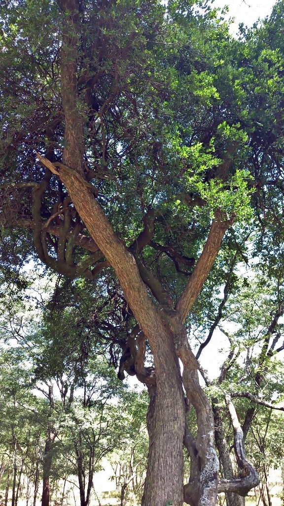 Maerua triphylla A.Rich.