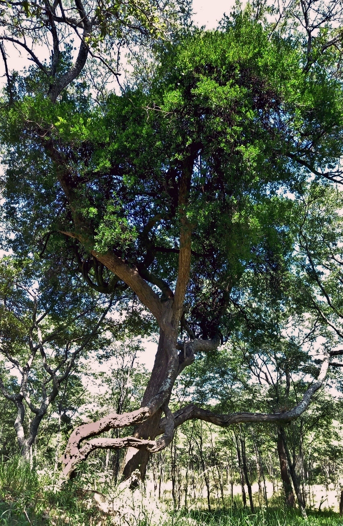 Maerua triphylla A.Rich.