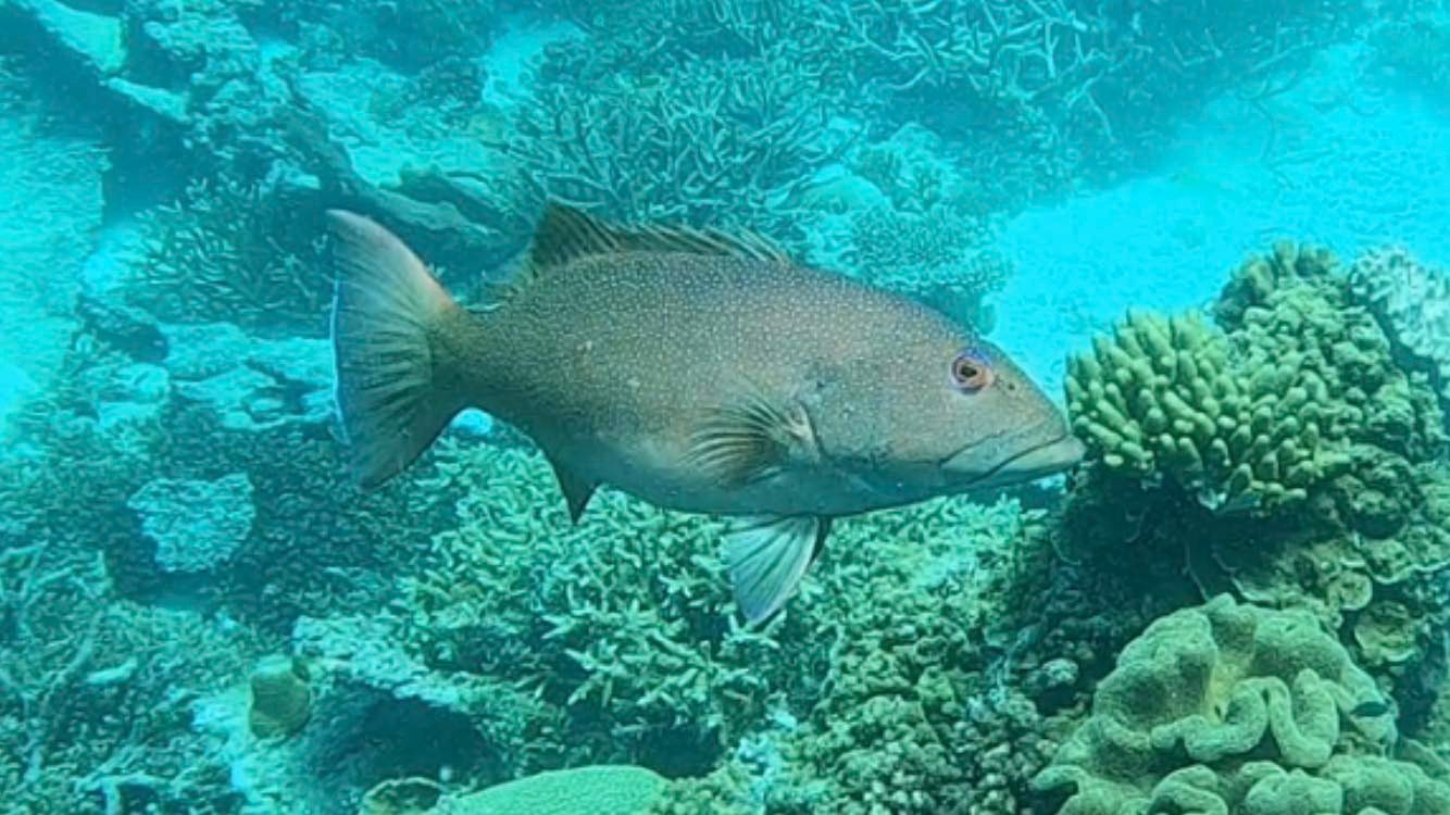 Plectropomus leopardus (Lacepède, 1802)