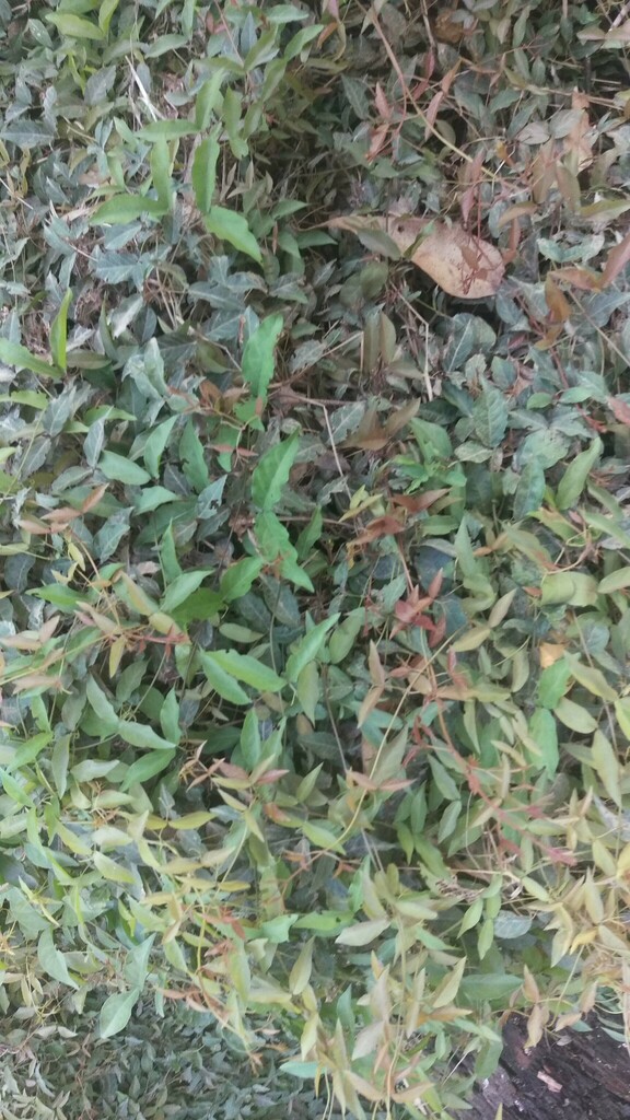 Catclaw vine from Boompa QLD 4621, Australia on May 11, 2017 at 04:44 ...