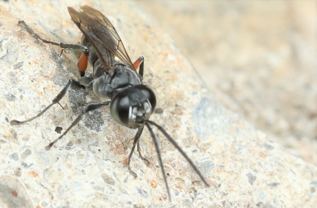 Liris subtessellatus (F.Smith, 1856)