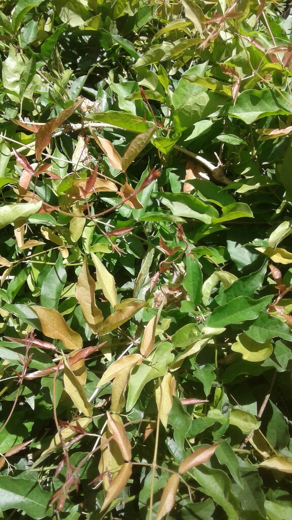 Catclaw vine from Boompa QLD 4621, Australia on December 19, 2017 at 10 ...