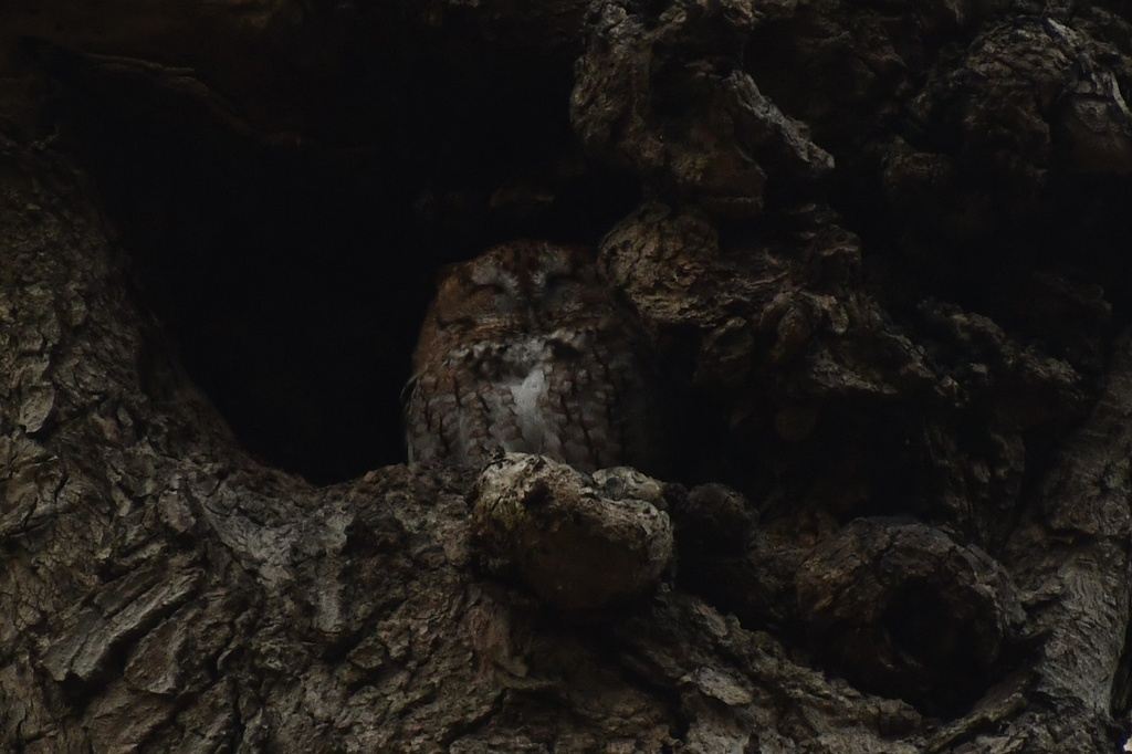 Eastern Screech-Owl from Frick Park, Pittsburgh, PA, US on February 19 ...