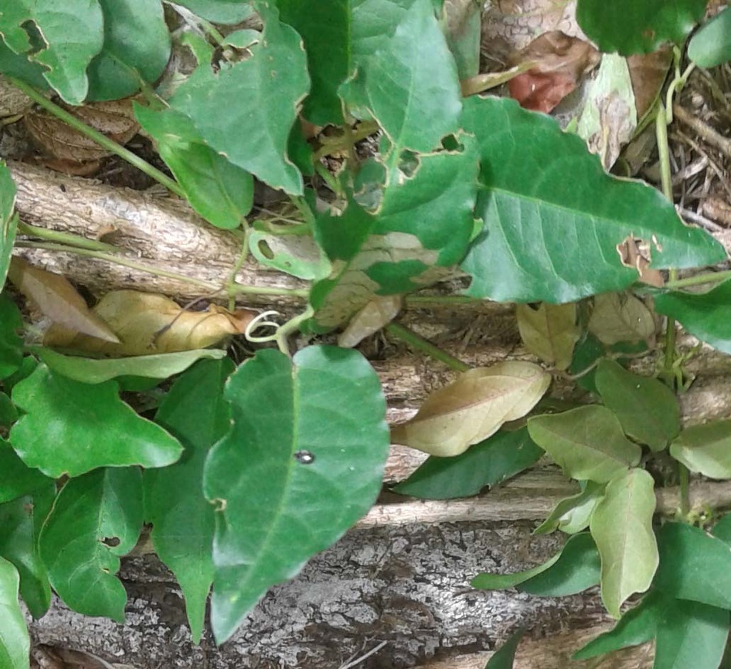 Hedwigiella jureceki from Boompa QLD 4621, Australia on December 19 ...