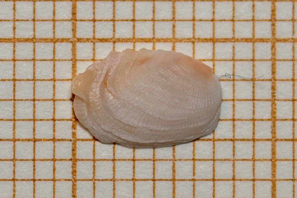 Irus irus (Linnaeus, 1758)