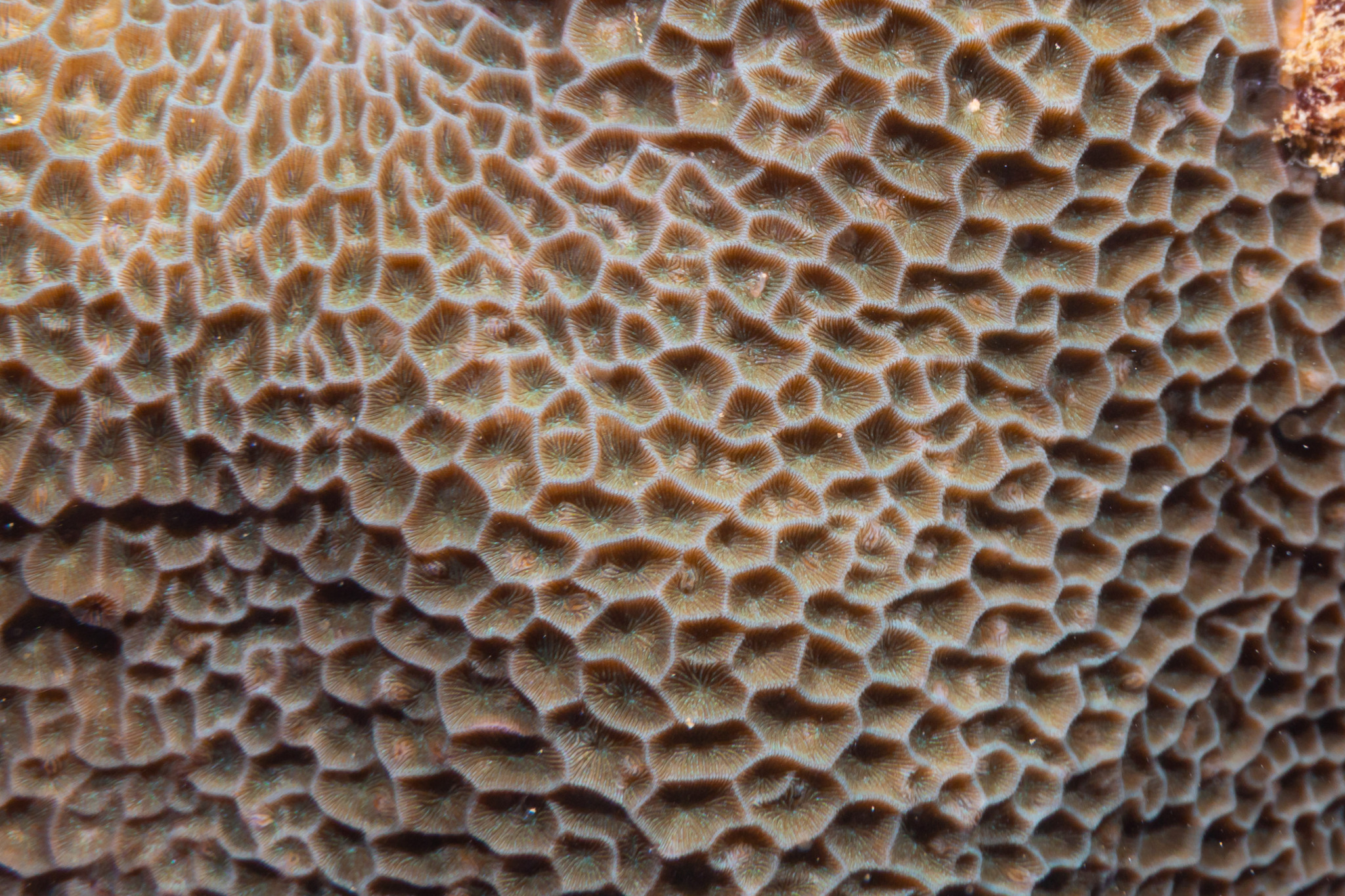 Gardineroseris planulata (Dana, 1846)