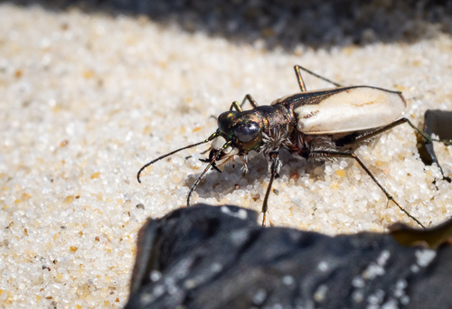 Subspecies Hypaetha upsilon upsilon · iNaturalist