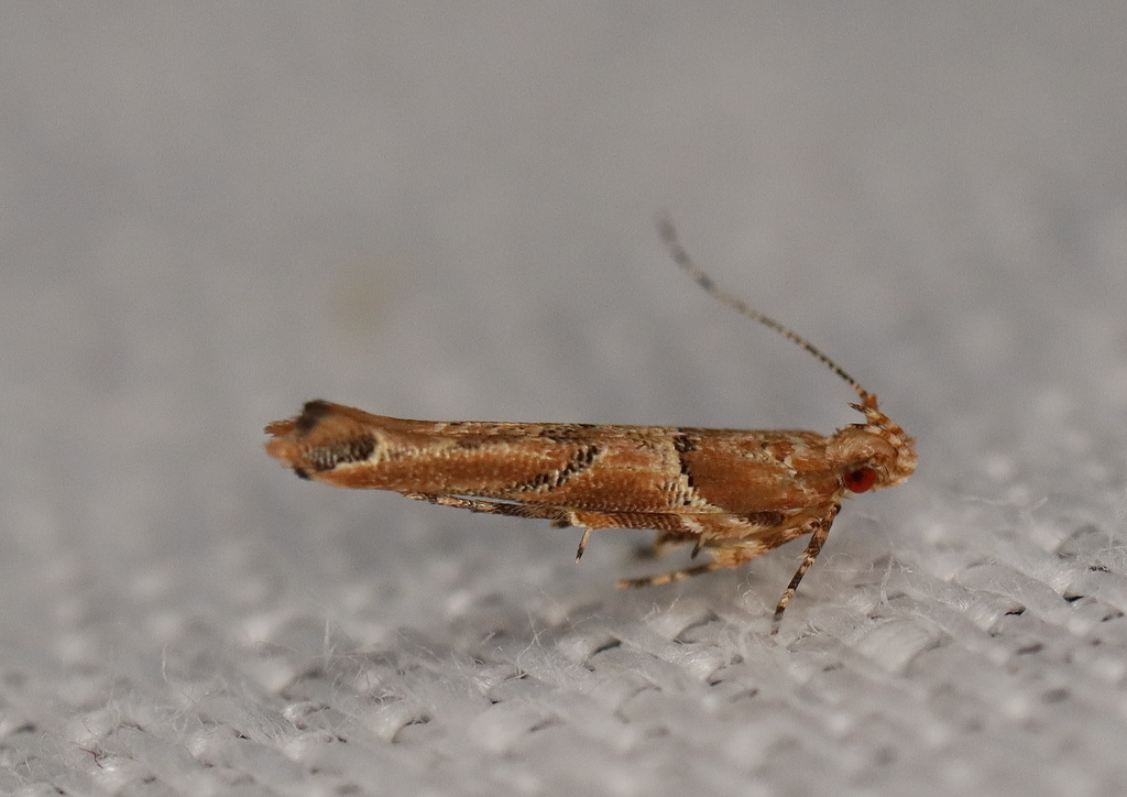 Pyroderces terminella from Witta QLD 4552, Australia on February 19 ...