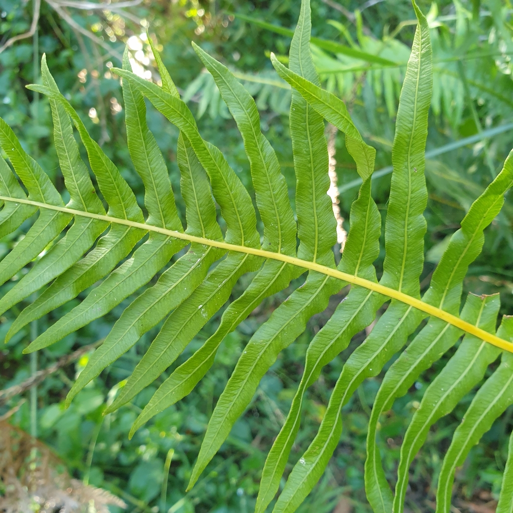Fishbone water-fern from The Basin VIC 3154, Australia on February 20 ...