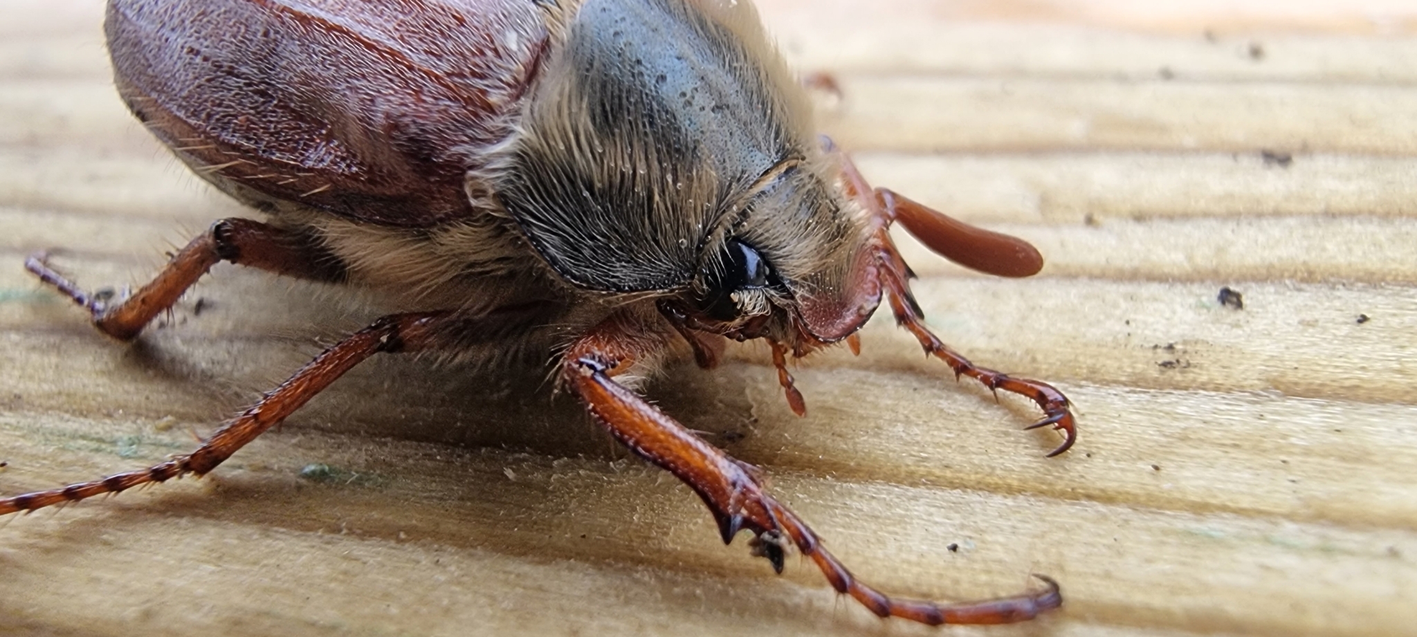 Melolontha melolontha (Linnaeus, 1758)
