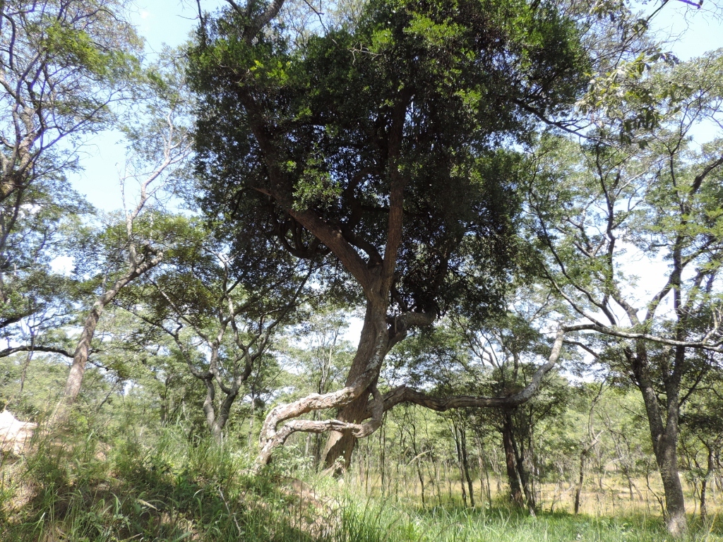 Maerua triphylla A.Rich.