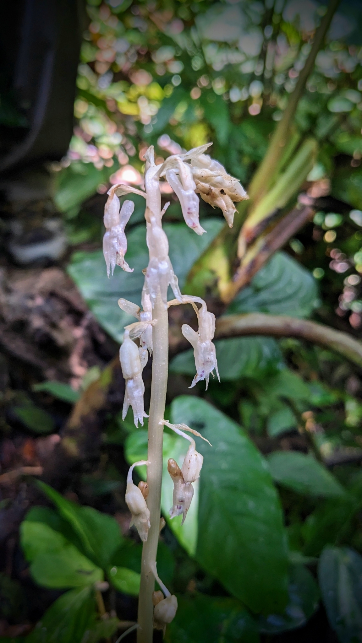 Epipogium roseum (D.Don) Lindl.
