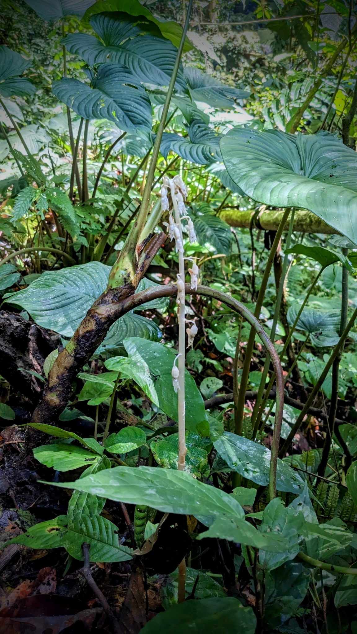 Epipogium roseum (D.Don) Lindl.