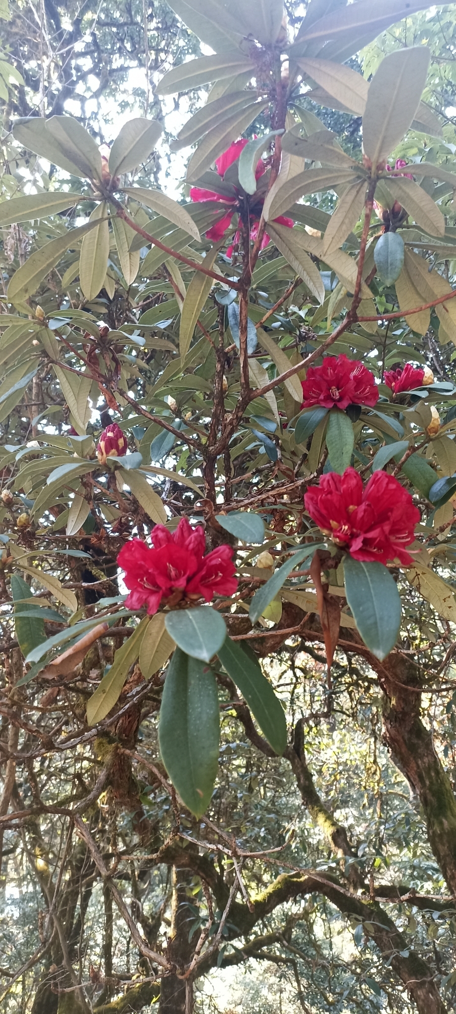 Rhododendron arboreum Sm.