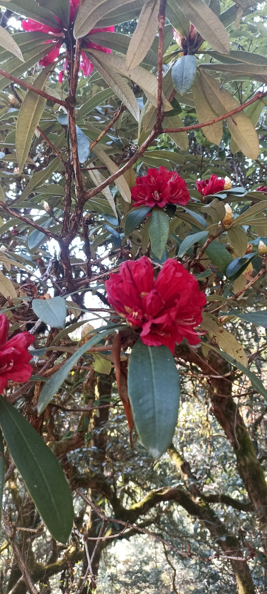 Rhododendron arboreum Sm.
