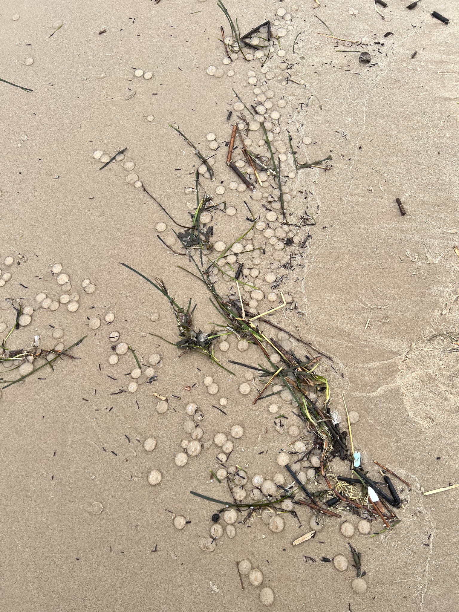 Tentaculata
