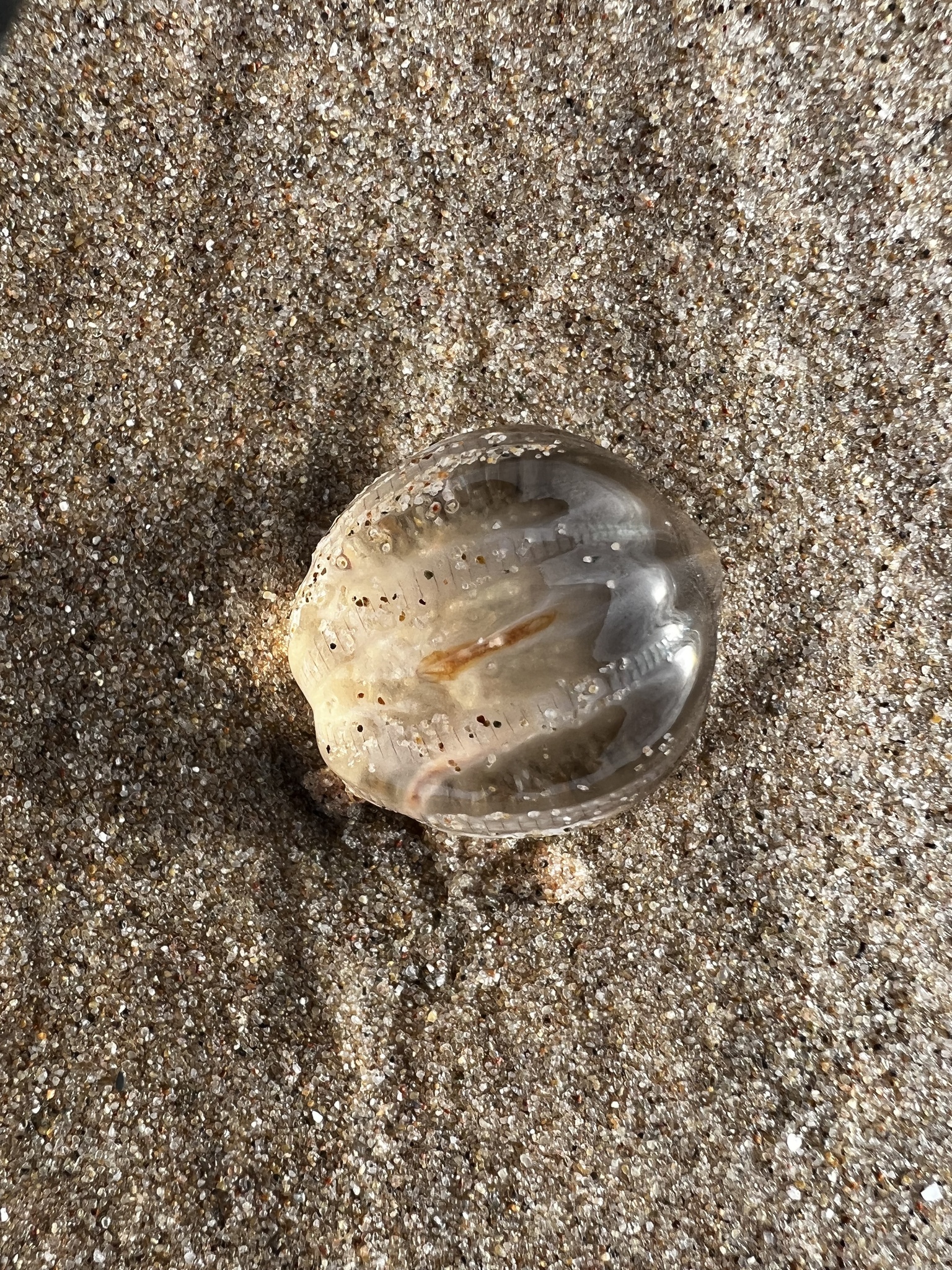 Tentaculata