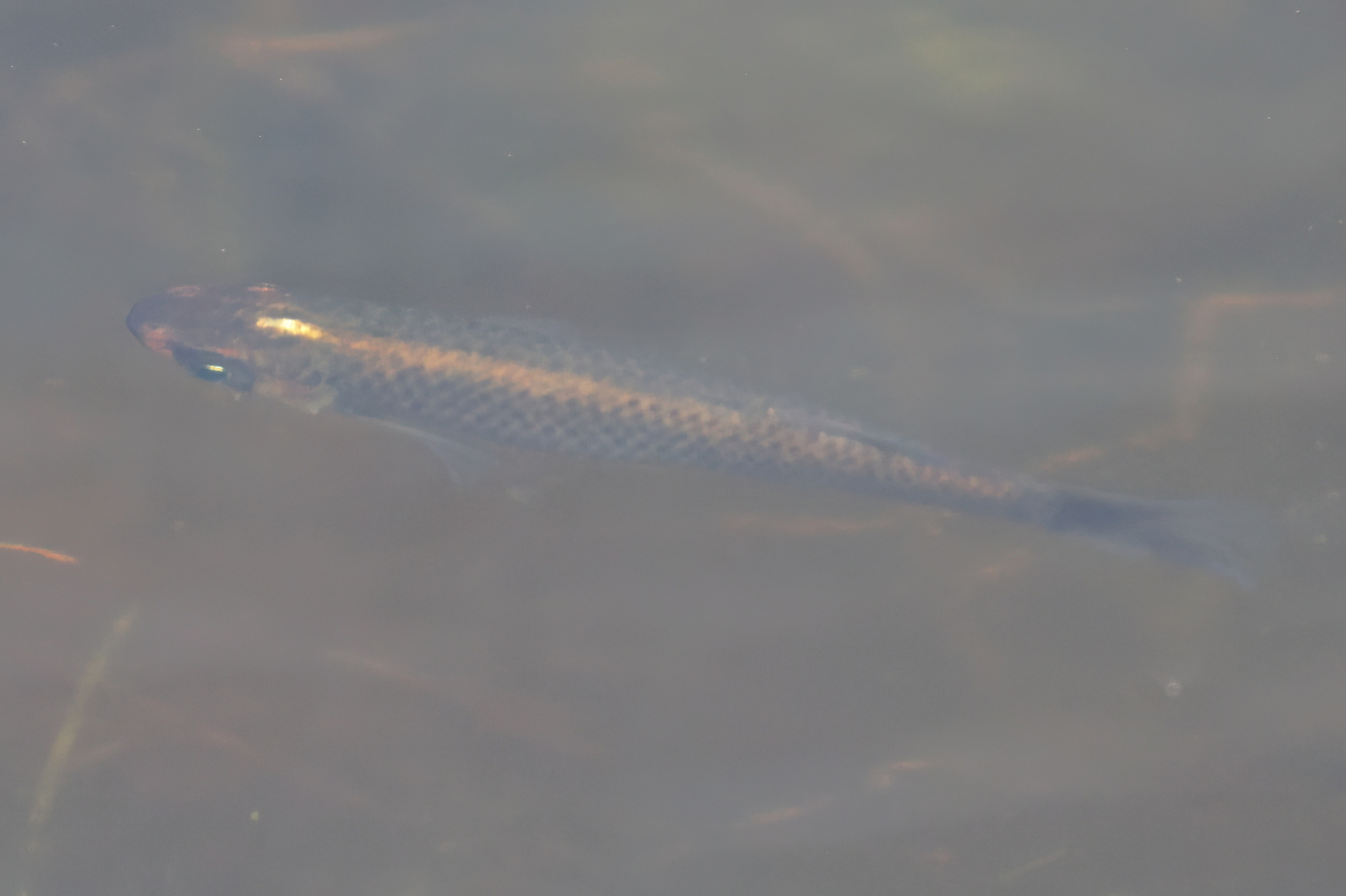 Fundulus nottii (Agassiz, 1854)