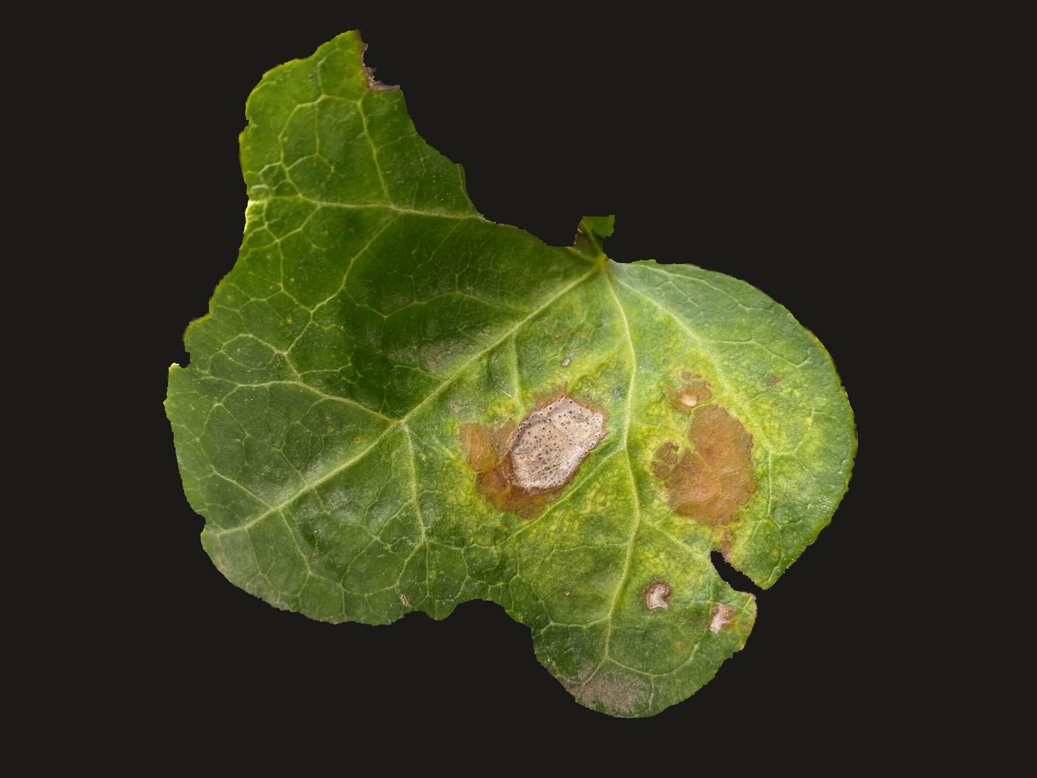 Didymellaceae