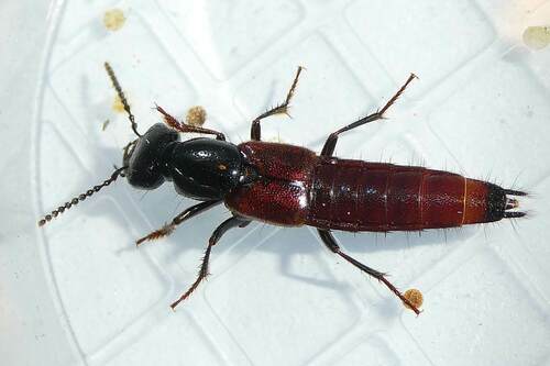Hesperus baltimorensis · iNaturalist Mexico
