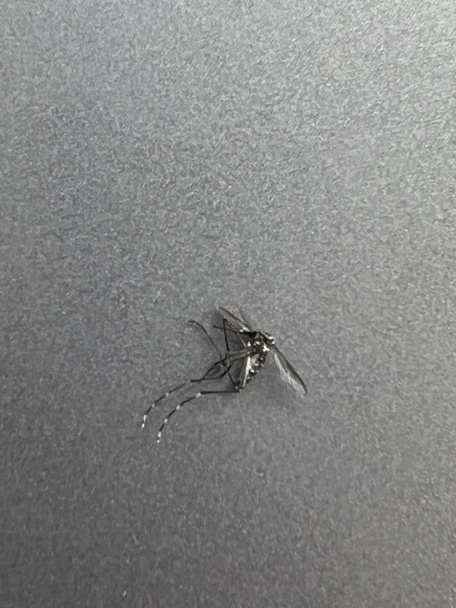 Aedes aegypti (Linnaeus, 1762)