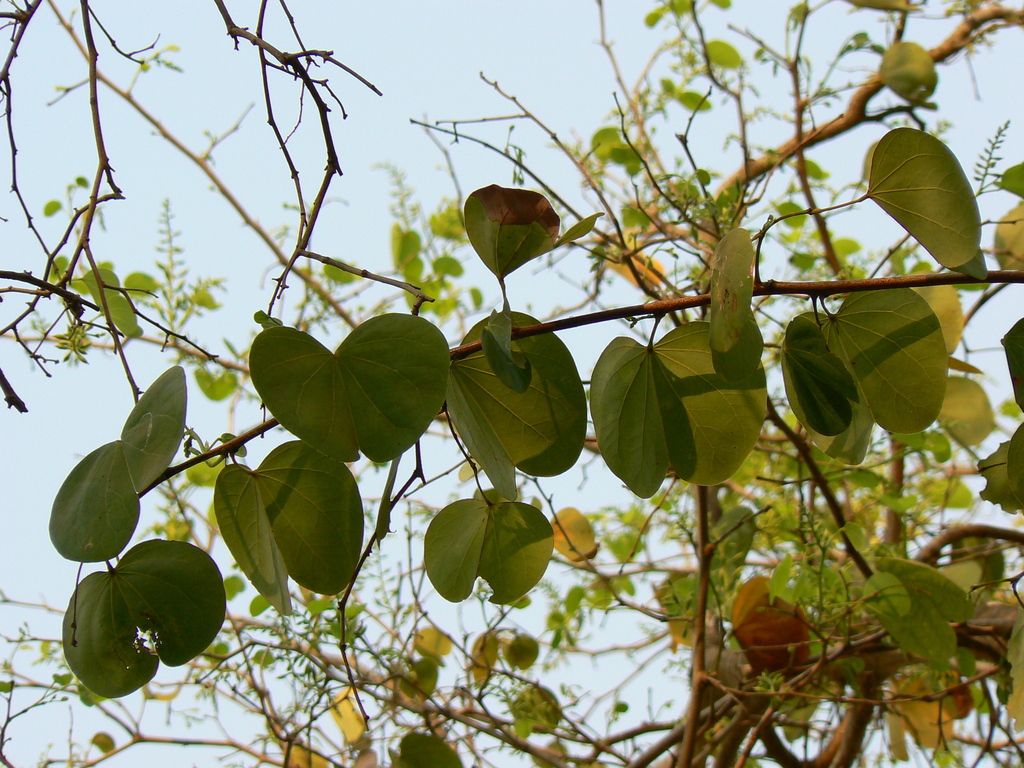 Bidi leaf tree from , Maharashtra, India on April 1, 2007 at 04:51 PM ...