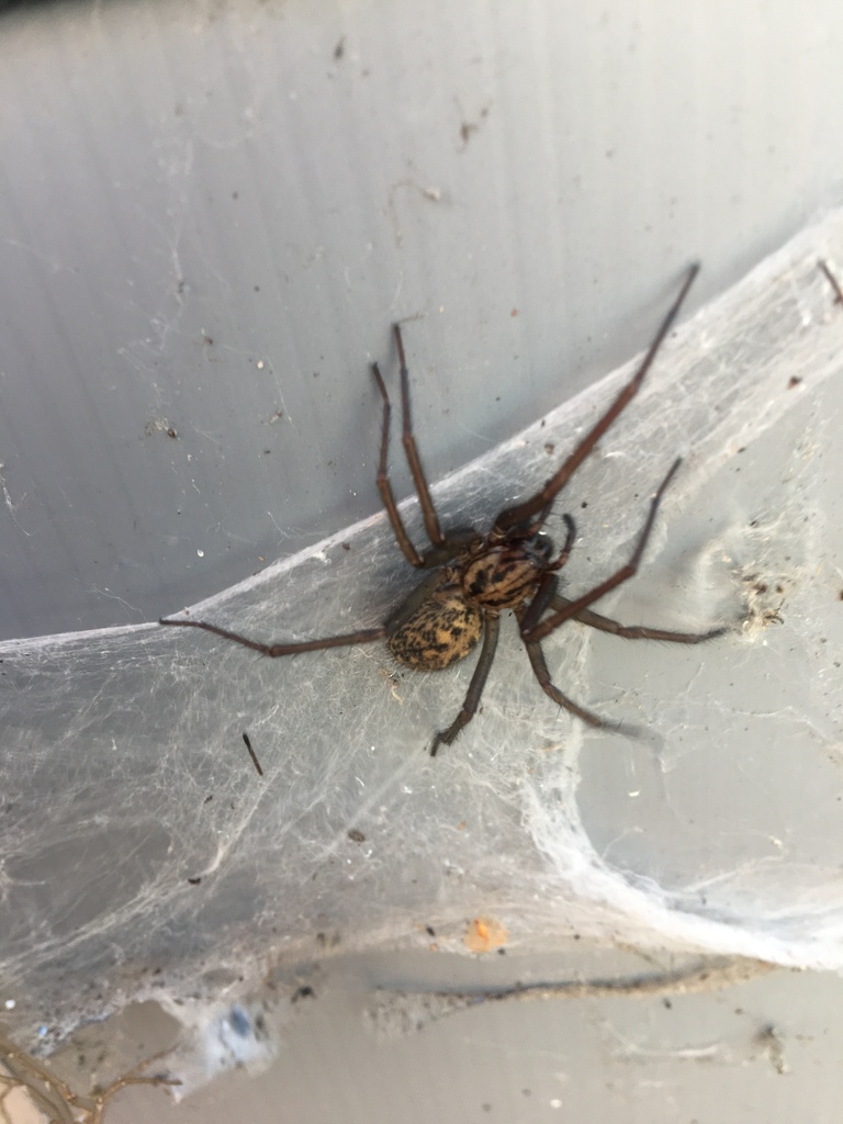 Giant House Spider Complex from Frampton Road, Gloucester, England, GB ...
