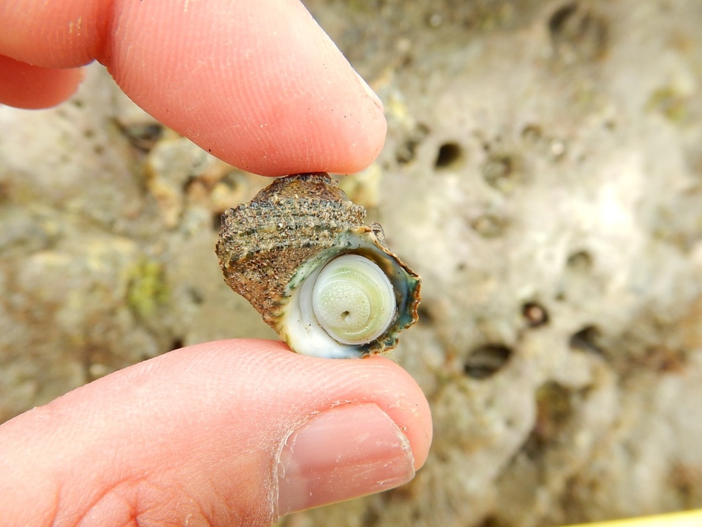 Turbo saxosus from Via Galera Km 10, Tonchigüe 080167, Ecuador on ...