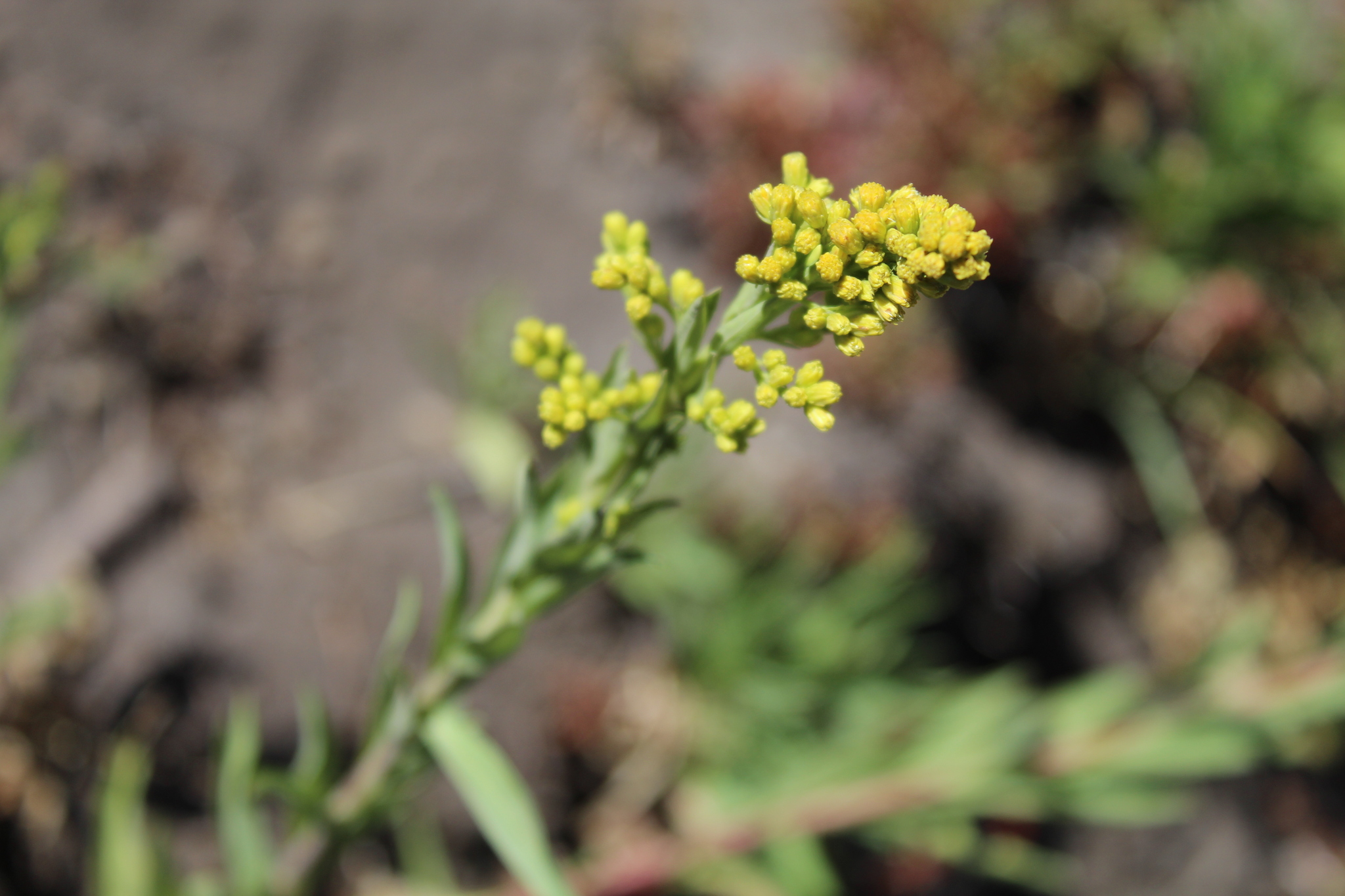 Solidago chilensis Meyen