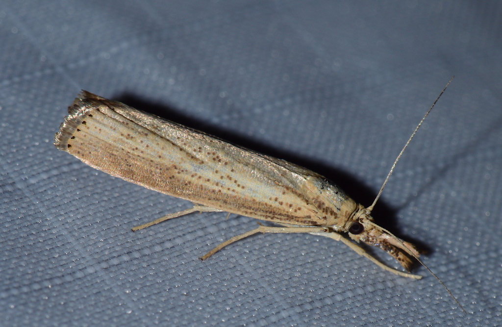 Agriphila from Mont-Bellevue, Sherbrooke, QC, Canada on August 28, 2022 ...
