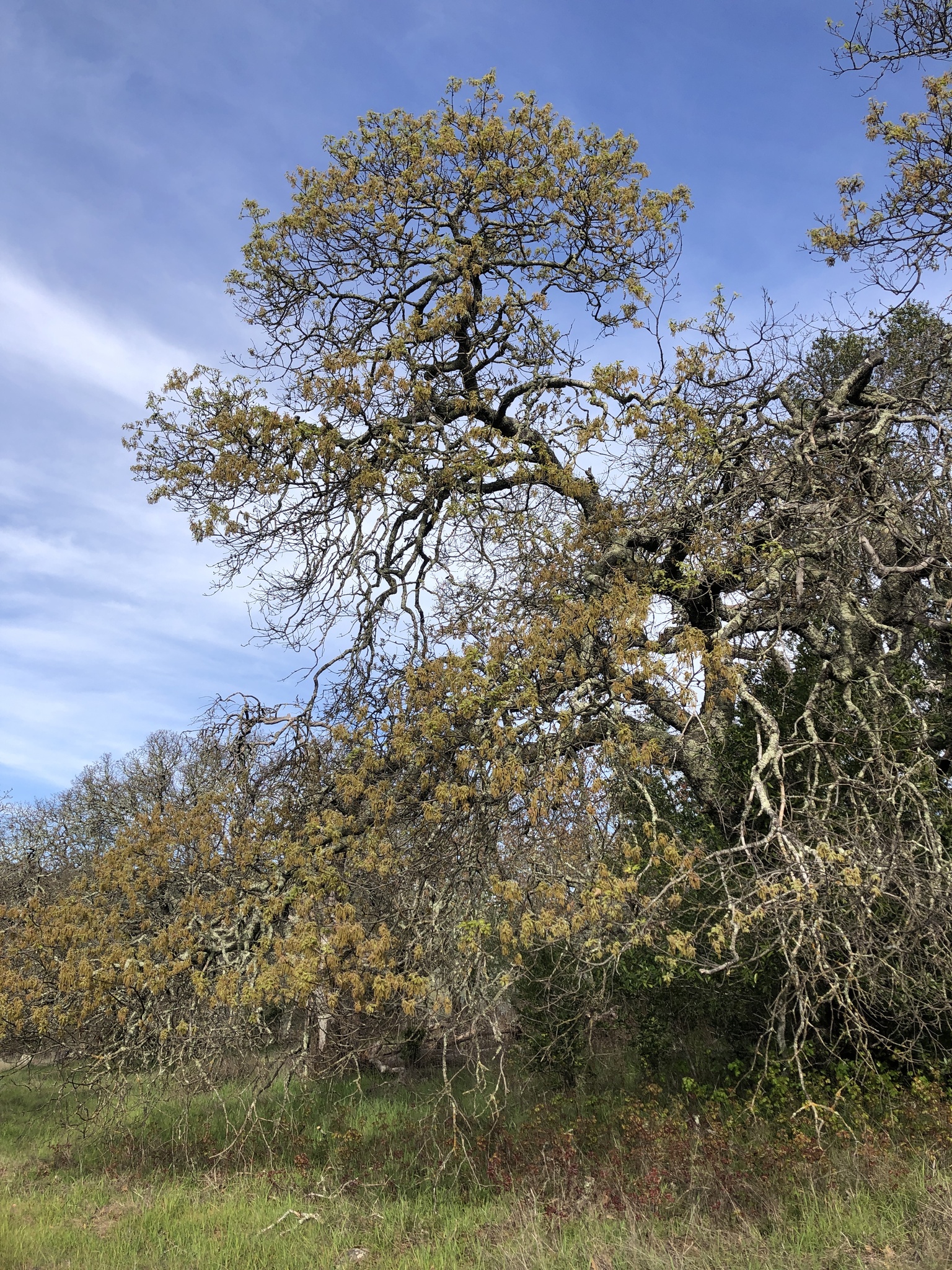 Quercus kelloggii Newb.