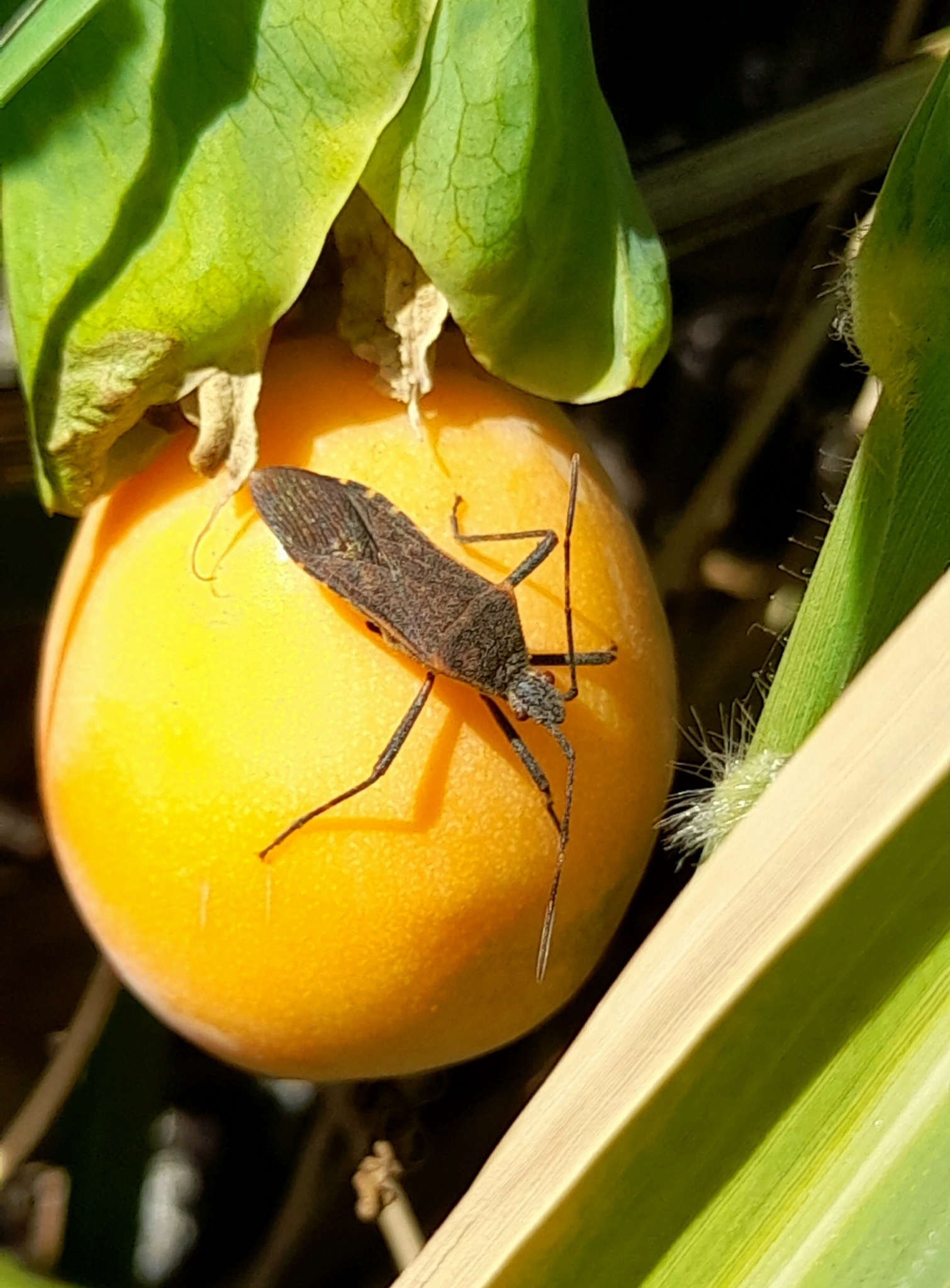 Phthiacnemia picta (Drury, 1773)