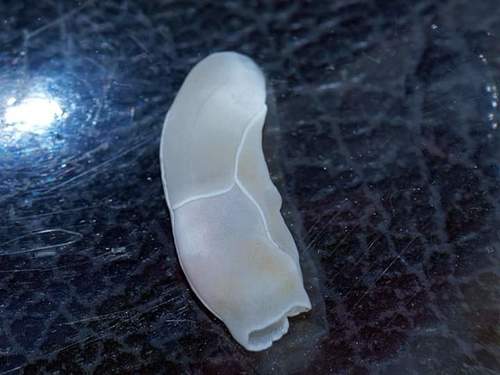 Philinopsis miqueli · iNaturalist