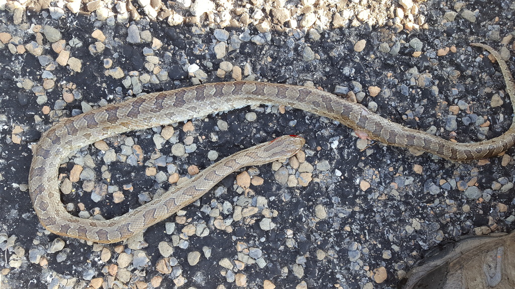 Prairie Kingsnake from Walker County, TX, USA on September 20, 2018 at ...
