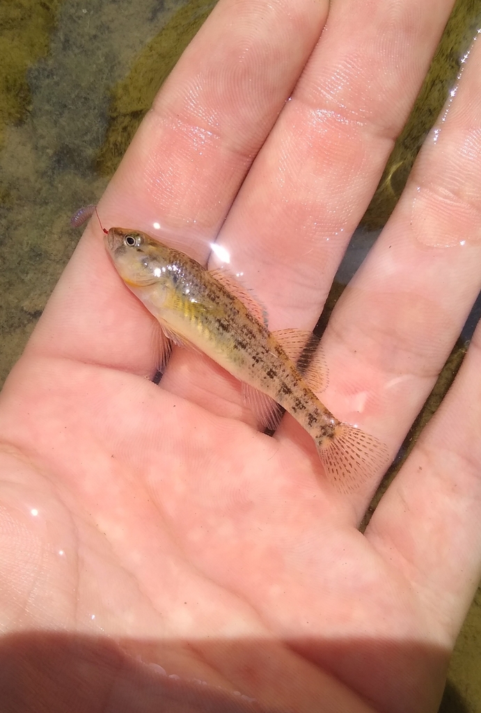 Orangethroat Darter from Columbia, MO 65201, USA on August 1, 2022 at ...