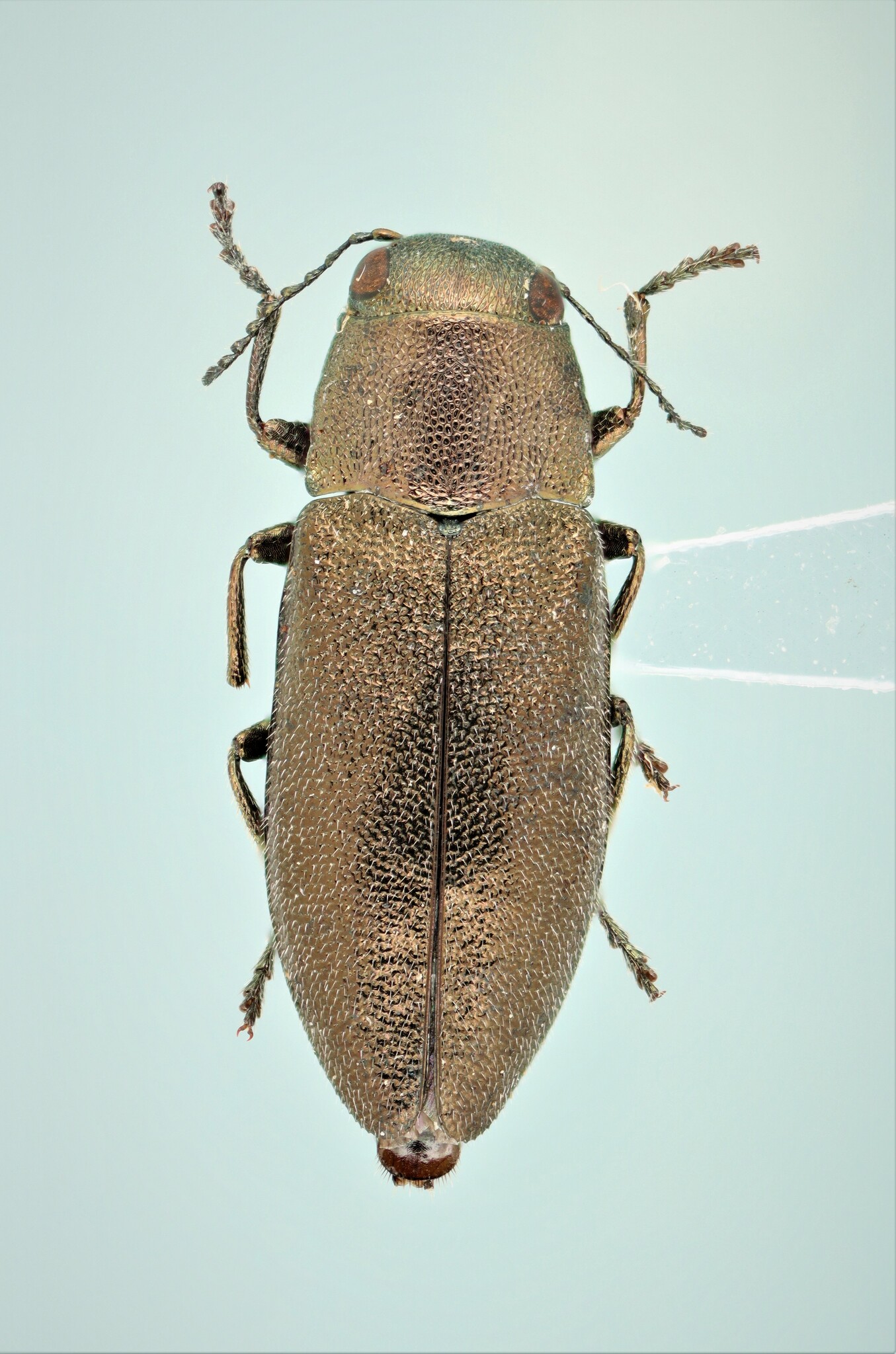 Phaenops aeneola (Melsheimer, 1845)