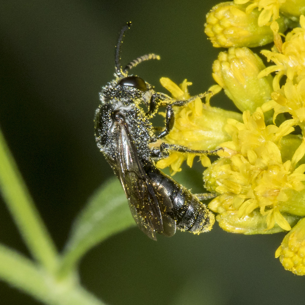 Northern Cyclops Blood Bee from Rockland County, NY, USA on September 4 ...