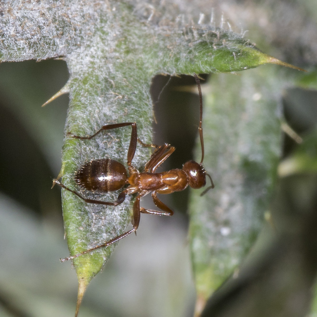 Wily Field Ant from Rockland County, NY, USA on September 04, 2018 at ...