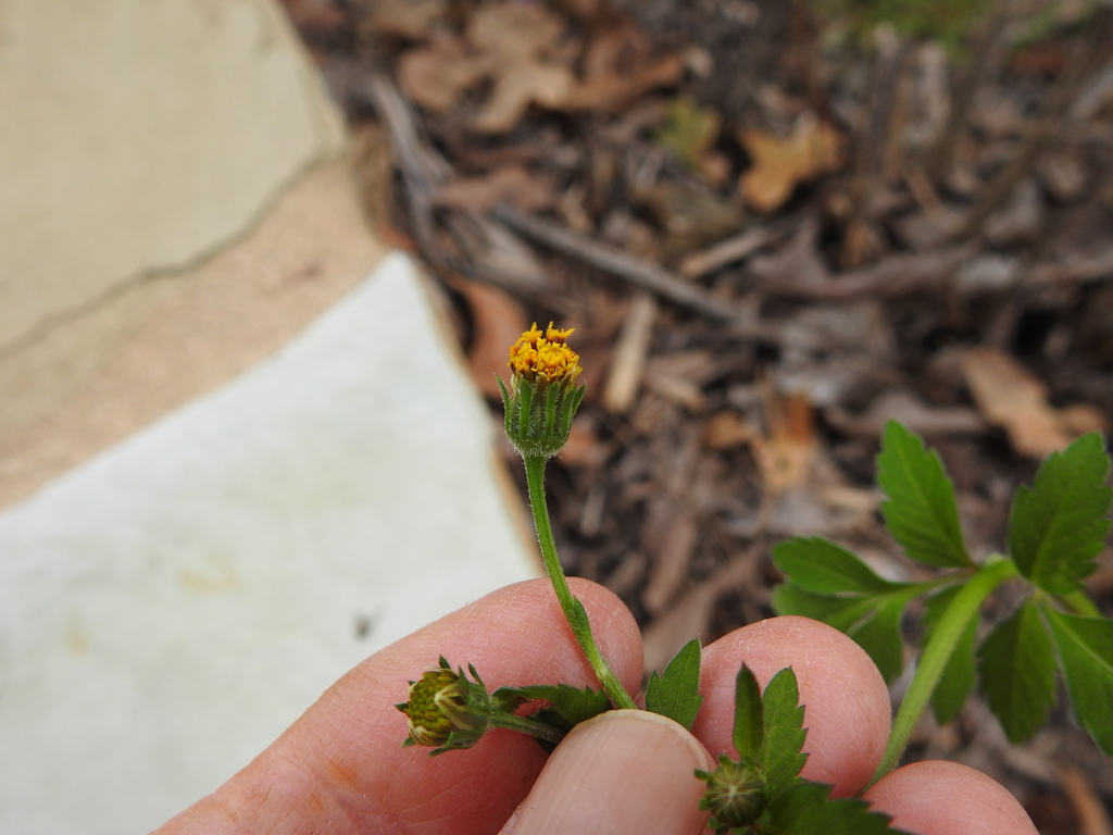 Spanish needles from Bastrop County, TX, USA on September 28, 2018 at ...