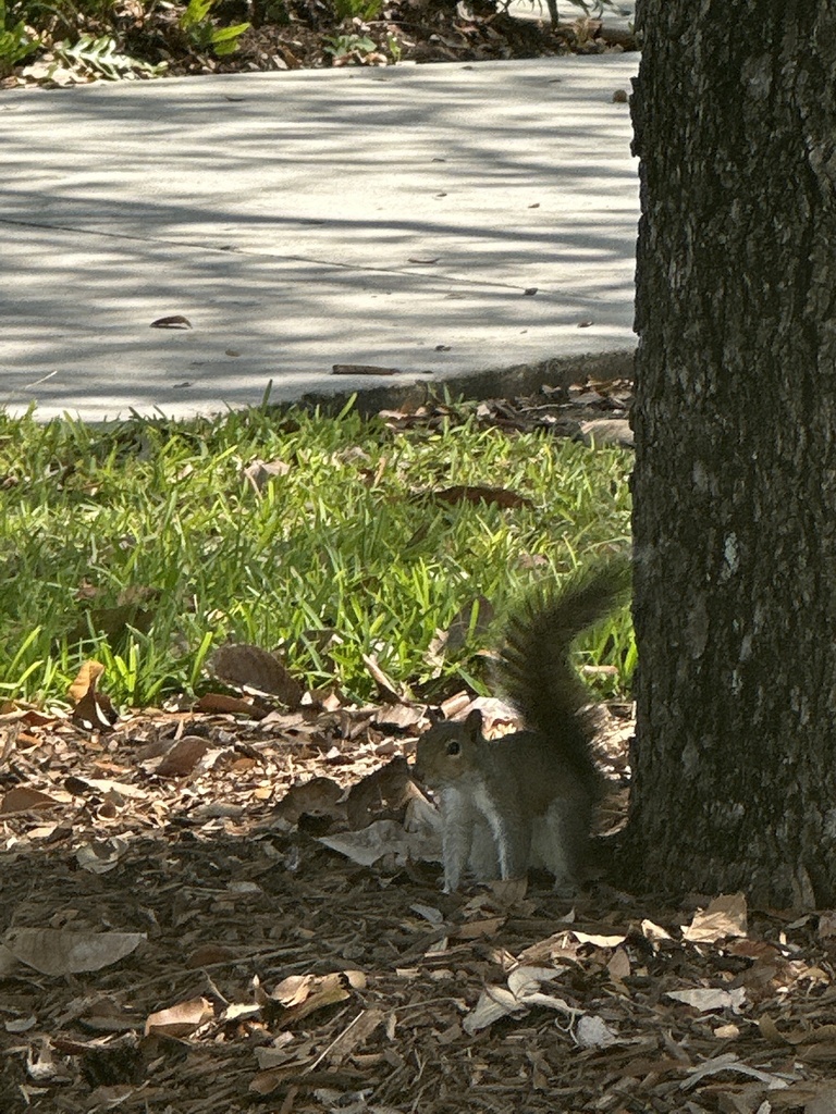 Eastern Gray Squirrel from Florida International University - Biscayne ...