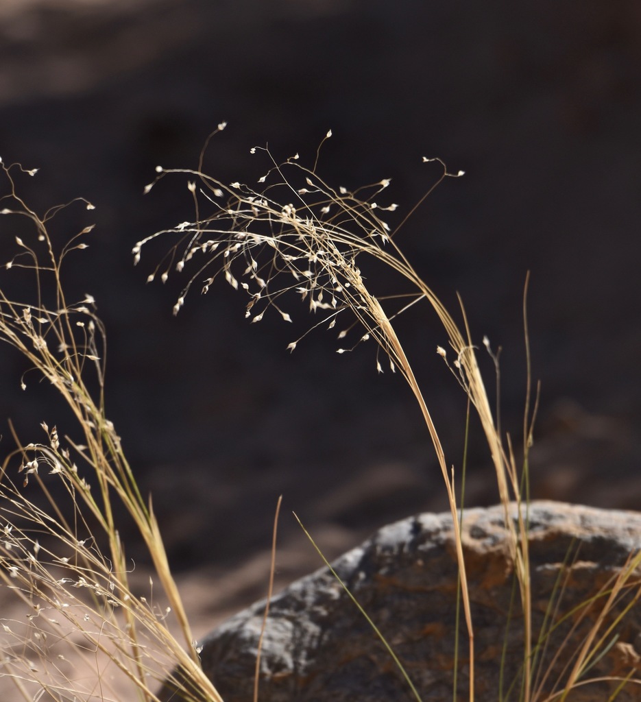 Sand Ricegrass from Clark County, NV, USA on September 27, 2018 at 09: ...