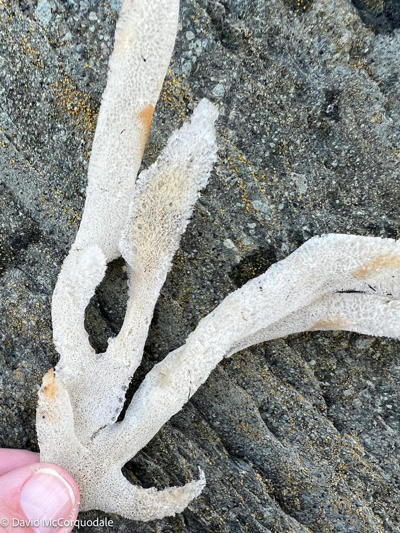 Chalinidae