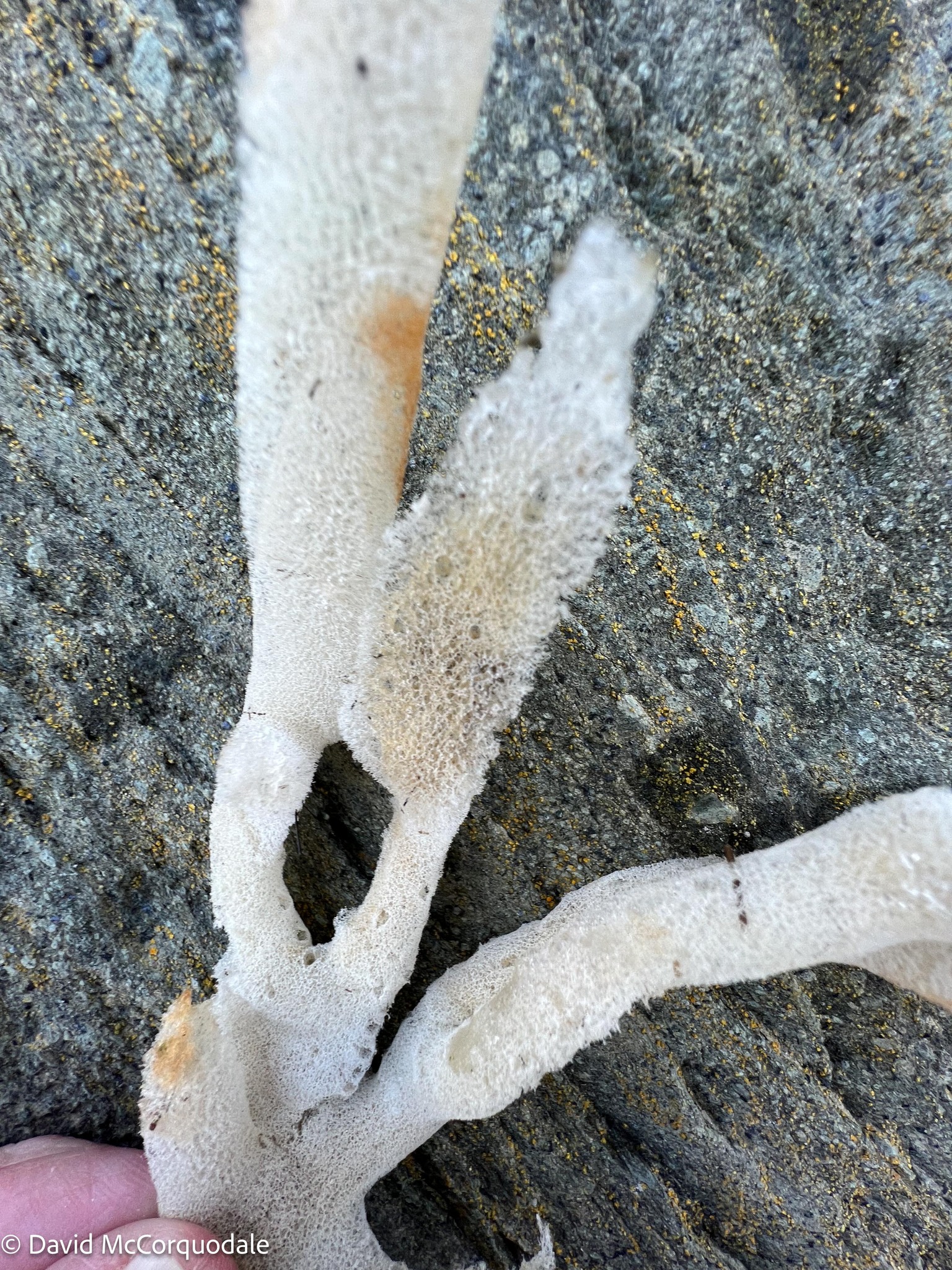 Chalinidae